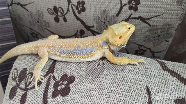 Бородатая агама с террариумом