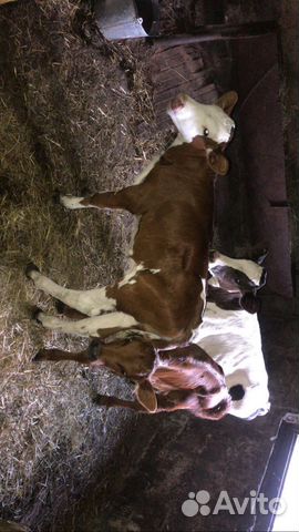 Домашние телочки