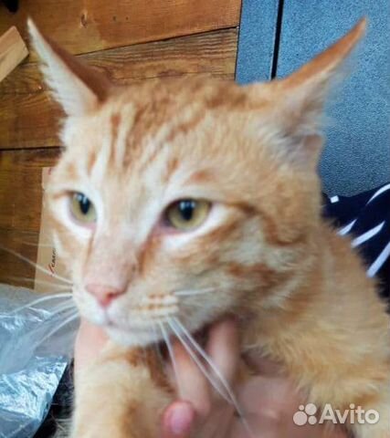 Брутальный рыжий кот Да Винчи