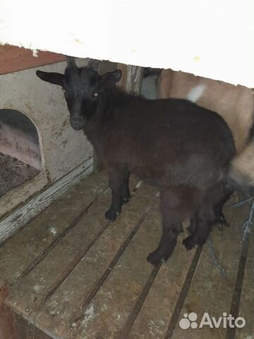 Продам козлят