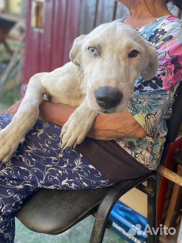 Раноглазый щенок ищет хозяина