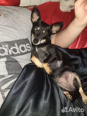 Продам добрую, ласковую собачку