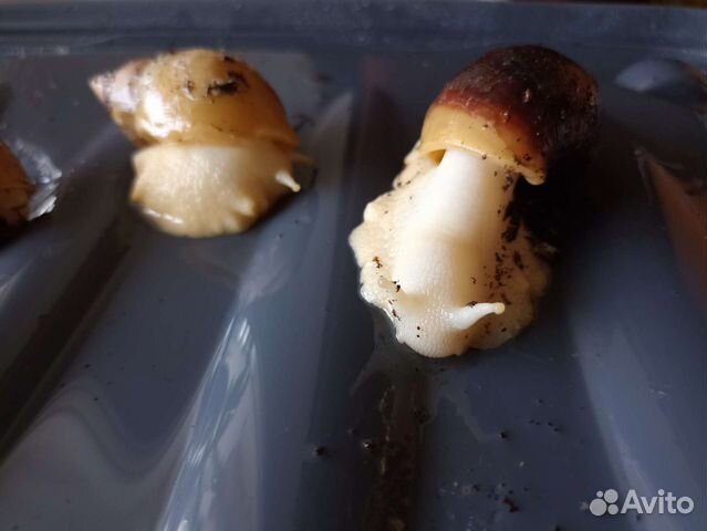 Улитки ахатины бесплатно