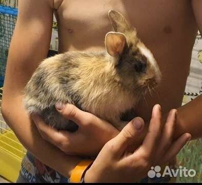 Декоративные кролики маленькие