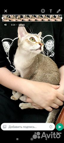 Кошечка сингапура