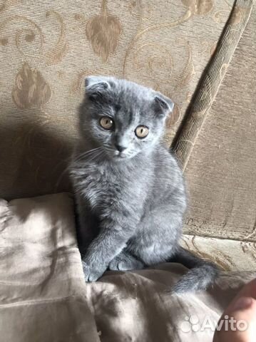 Шотландская вислоухая кошка голубая