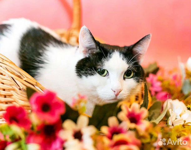 Черно-белая кошечка