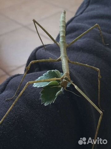 Аннамские палочники дети/подростки