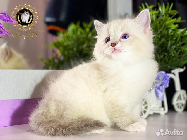 Рэгдолл шоу класс линкс в разведение