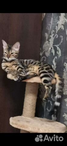 Бенгальская кошка