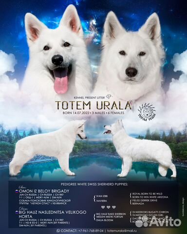 Белая швейцарская овчарка (бшо)