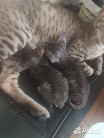 Котята Cornish rex табби