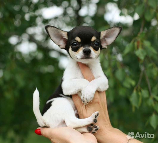 Чихуахуа mini мальчик