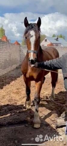 Жеребчик Владимирский тяжеловоз 2021