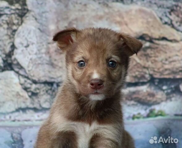 Чокер мечтает о семье