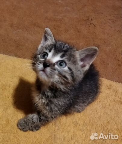 Маленький котенок в добрые руки