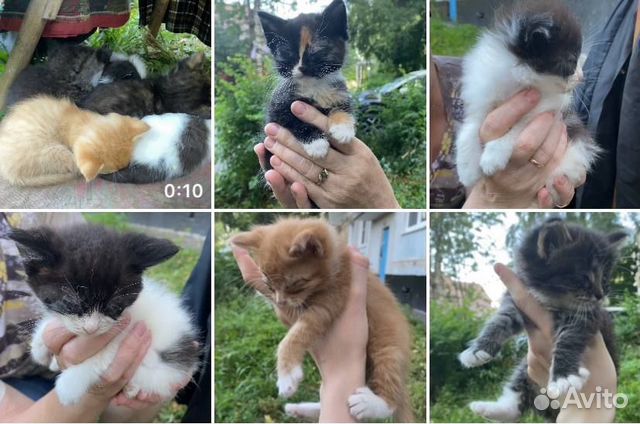 Котята (рыжий, черно-белый, трехцветный) ищут дом