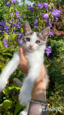 Котенок Абель в поисках мампап