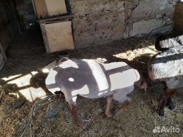 Курдючные бараны овцы