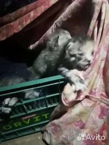 Нужна кормящая кошка