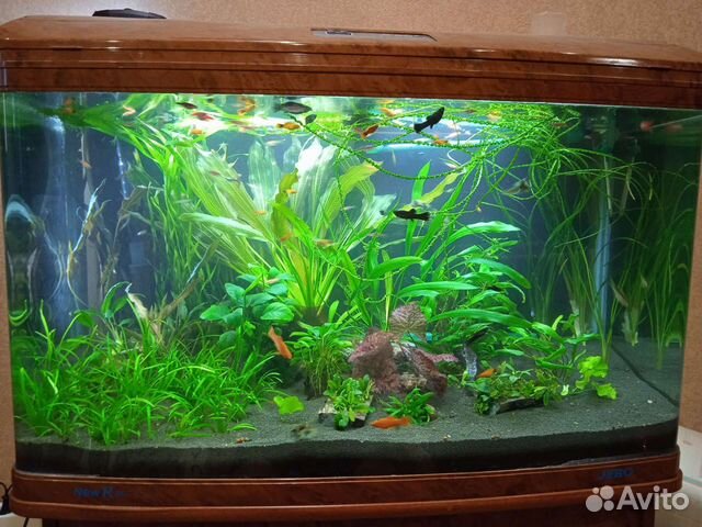 Валиснерия, почвопокровка, криптокарина