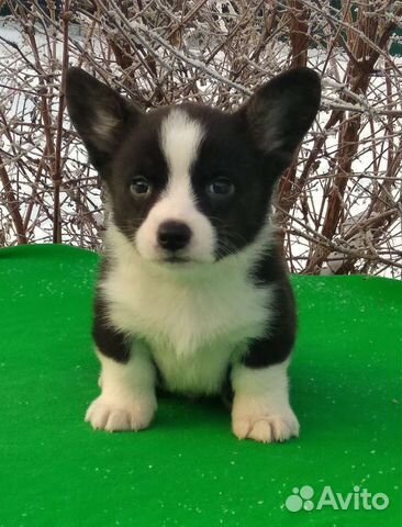 Мальчик - кардиганчик РКФ