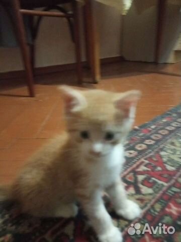 Кому нужен красивый кот