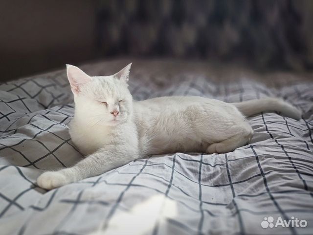 Белая кошечка Яся, стерилизивана, бесплатно (1год)