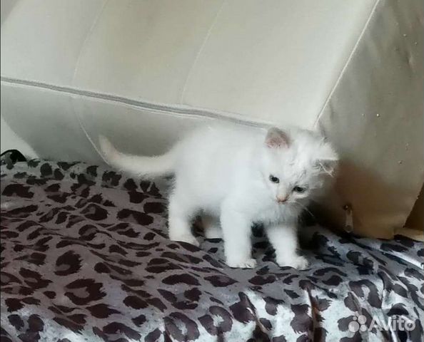 Сиамские котята