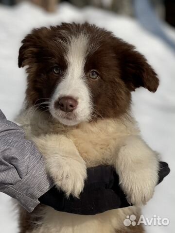 Бордер Колли, шоколадная красавица