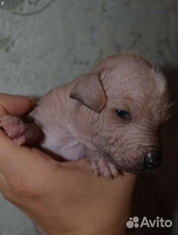 Щенки ксолоицкуинтли