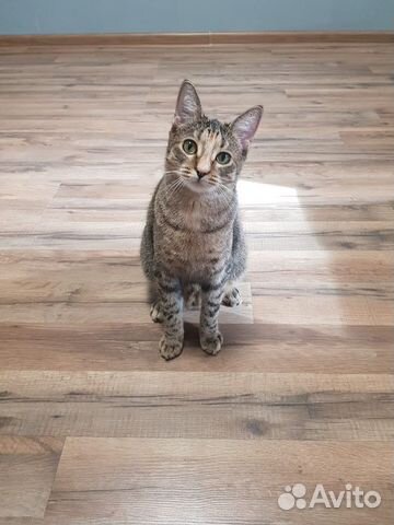 Молодая кошечка 9 мес