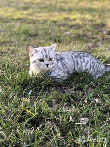 Вязка британец