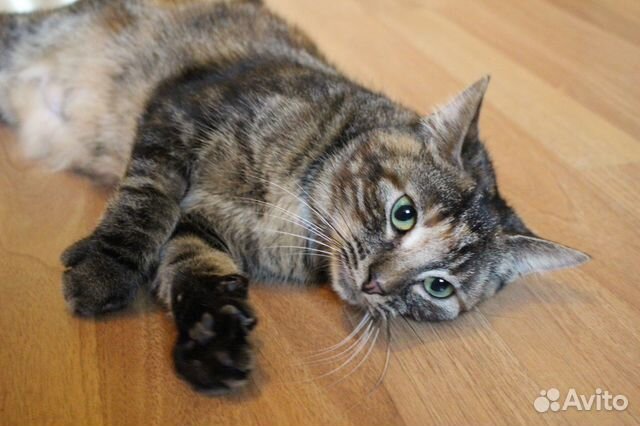 Образец ласковой кошки