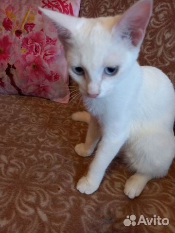 Котенок бесплатно