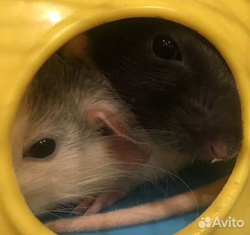 Отдам в хорошие руки двух крыс 5 месяцев