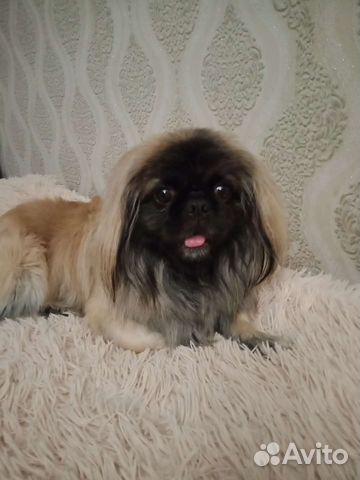 Вязка пекинес мальчик