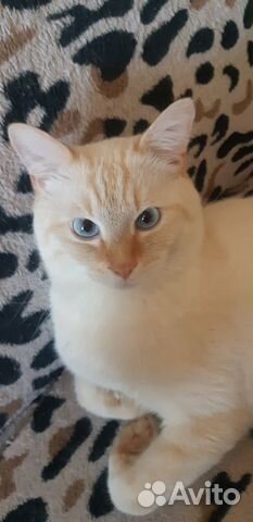 Кот и крысы ищут новый дом