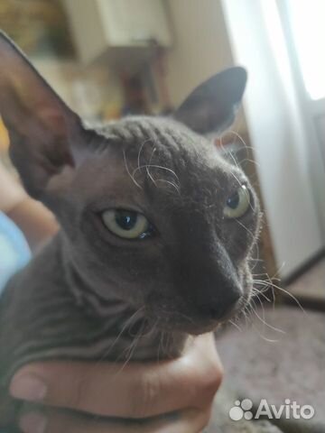 Котятка Браш сфинкс