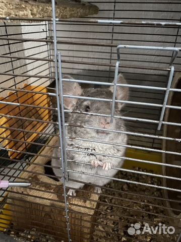 Продам шиншиллу с клеткой