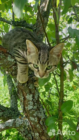 Абиссинская кошка