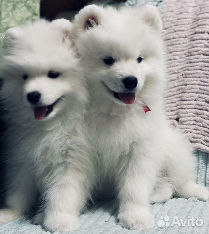 Самоед, щенки