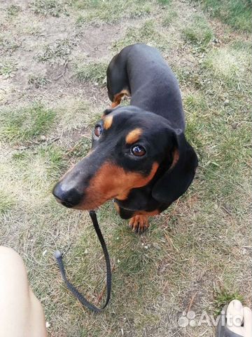 Вязка таксы обыкновенной