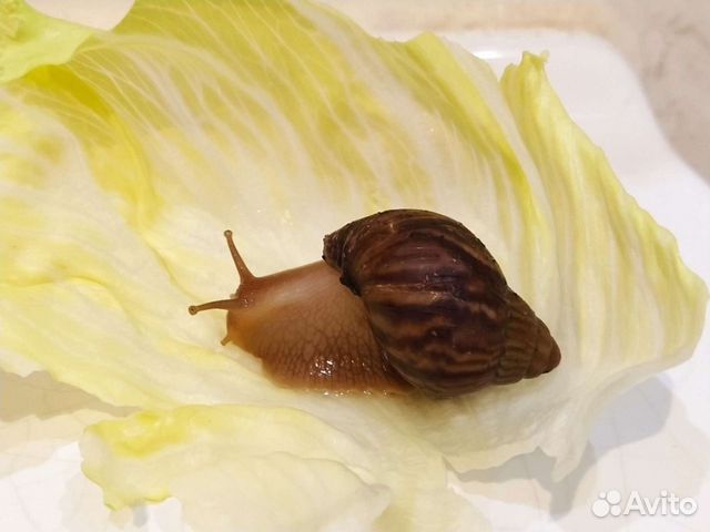 Улитки ахатины бесплатно
