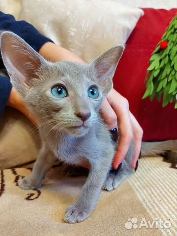 Ориентальные котята