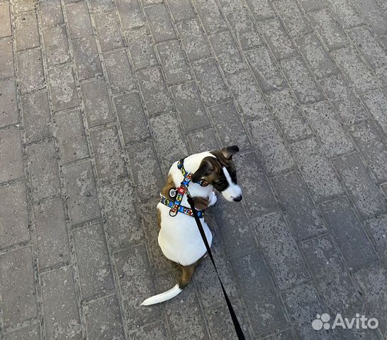 Джек рассел терьер щенок