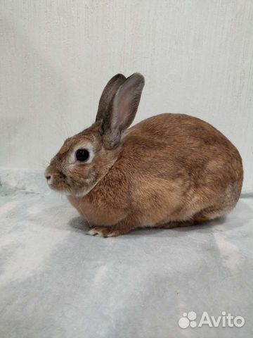 Декоративный кролик