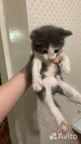 Котенок отдадим,подкинули