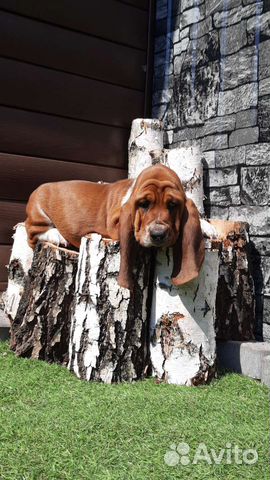 Собака бассет хаунд