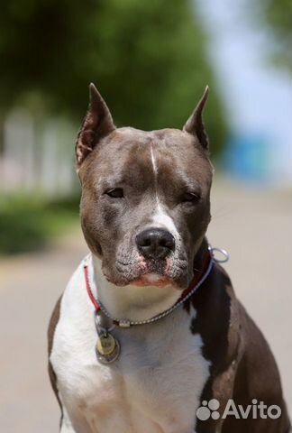 Кобель амстафф вязка